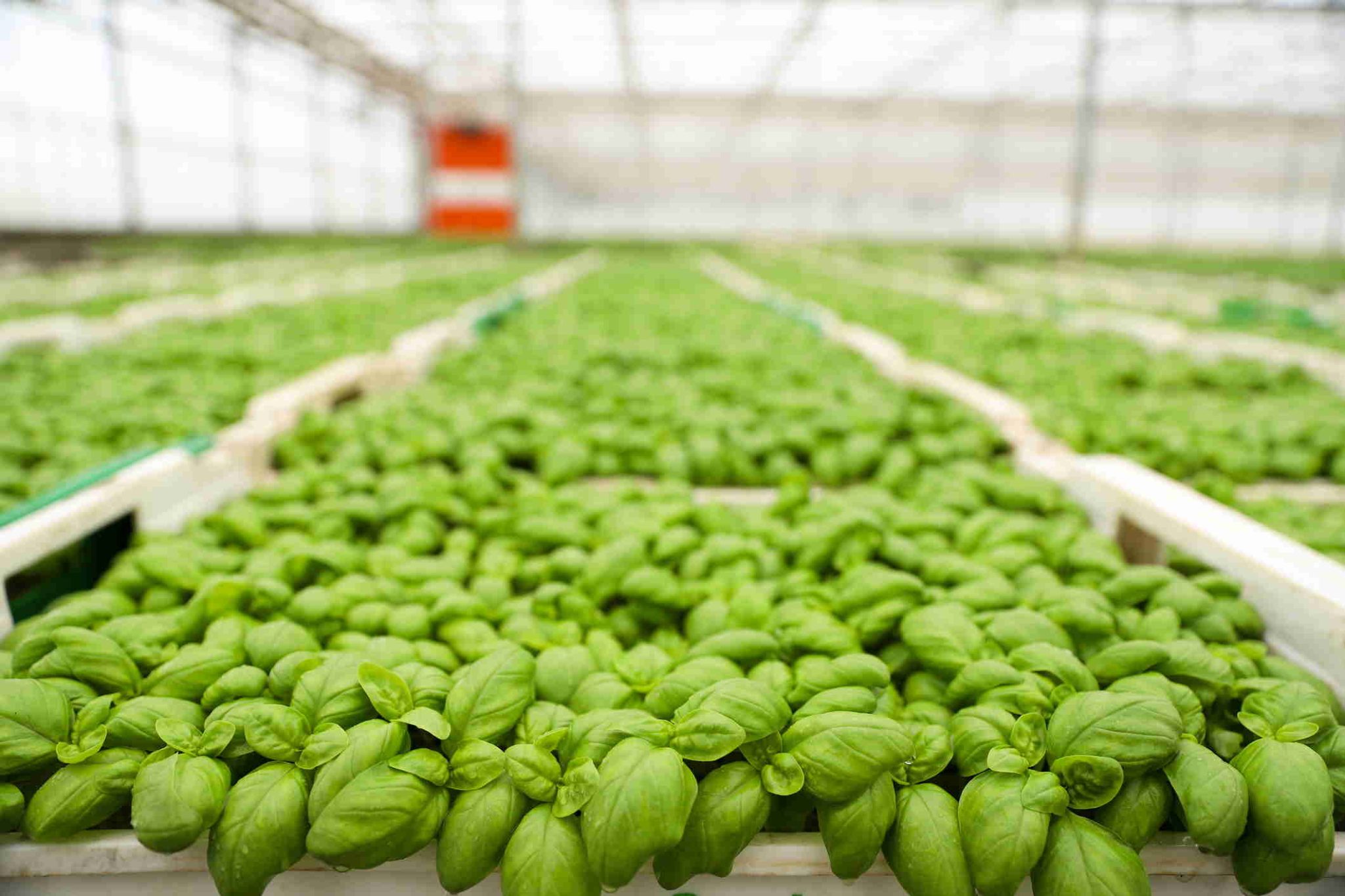 Trader Joe's Supplier Food Safety - Kellerman Consulting